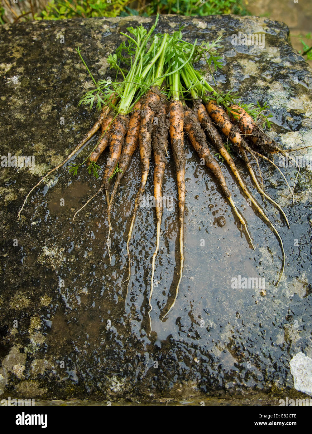 Fresh muddy carrots with green leafy tops, laid out in a display Stock ...