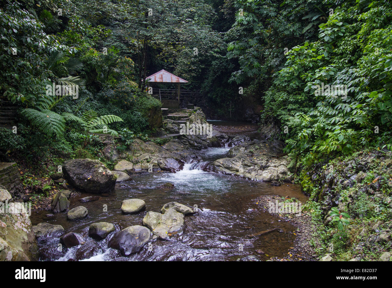 Indonesia rain forest Stock Photo - Alamy