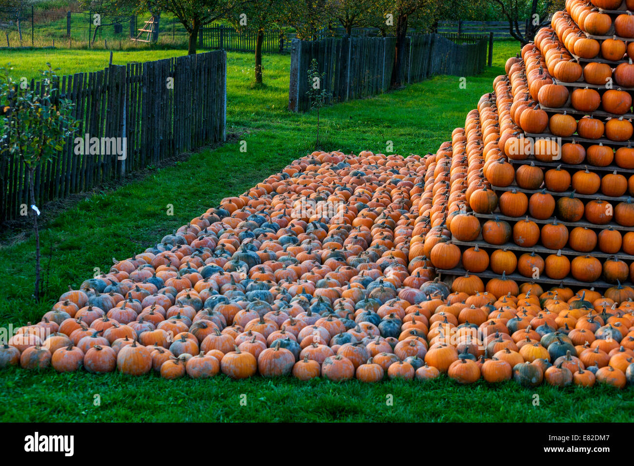 Pumpkins farm, pumpkins stacked up in the shape of a pyramid Stock ...