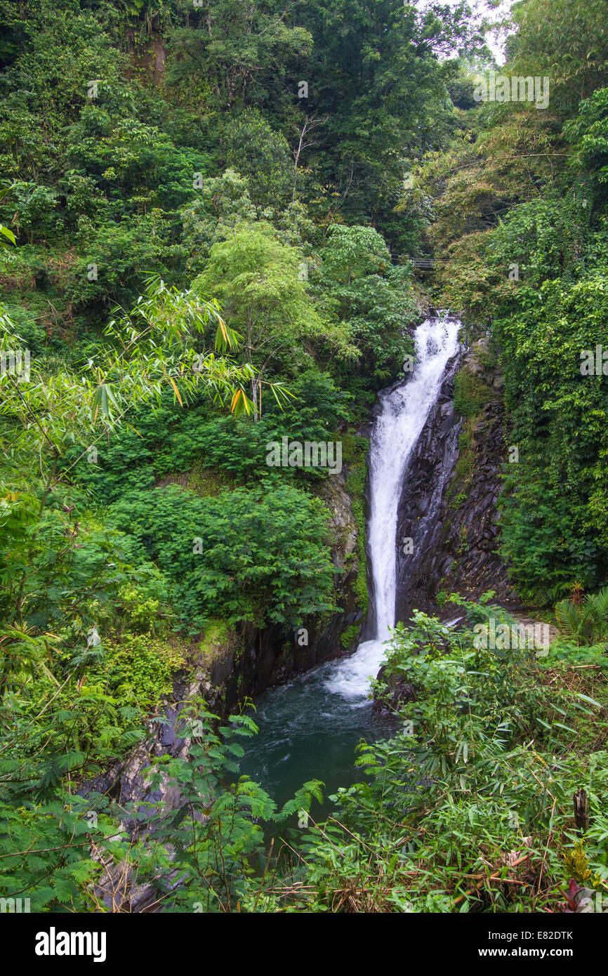 Indonesia rain forest Stock Photo - Alamy