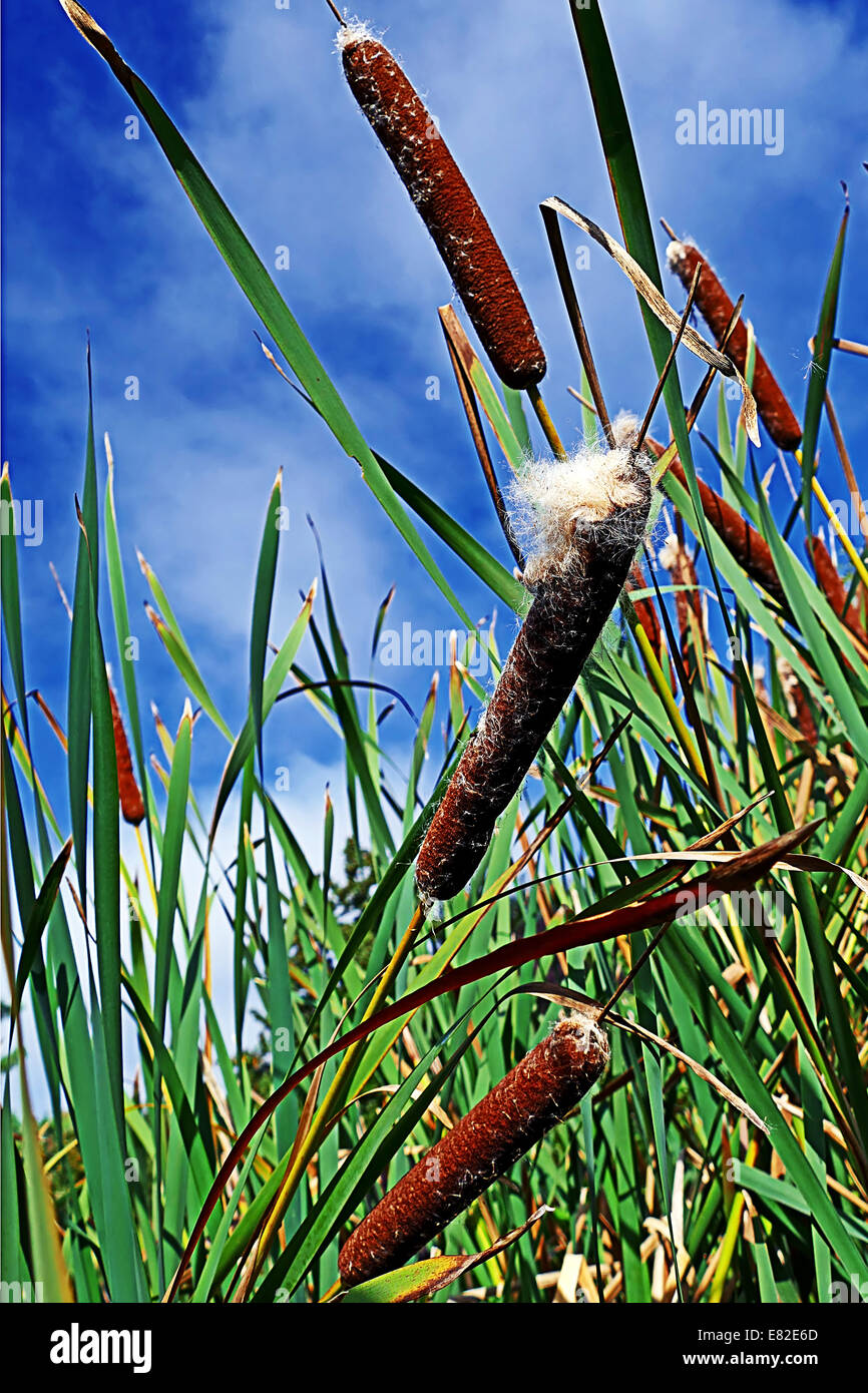 Cattails and Reeds on a background of sky with clouds Stock Photo - Alamy