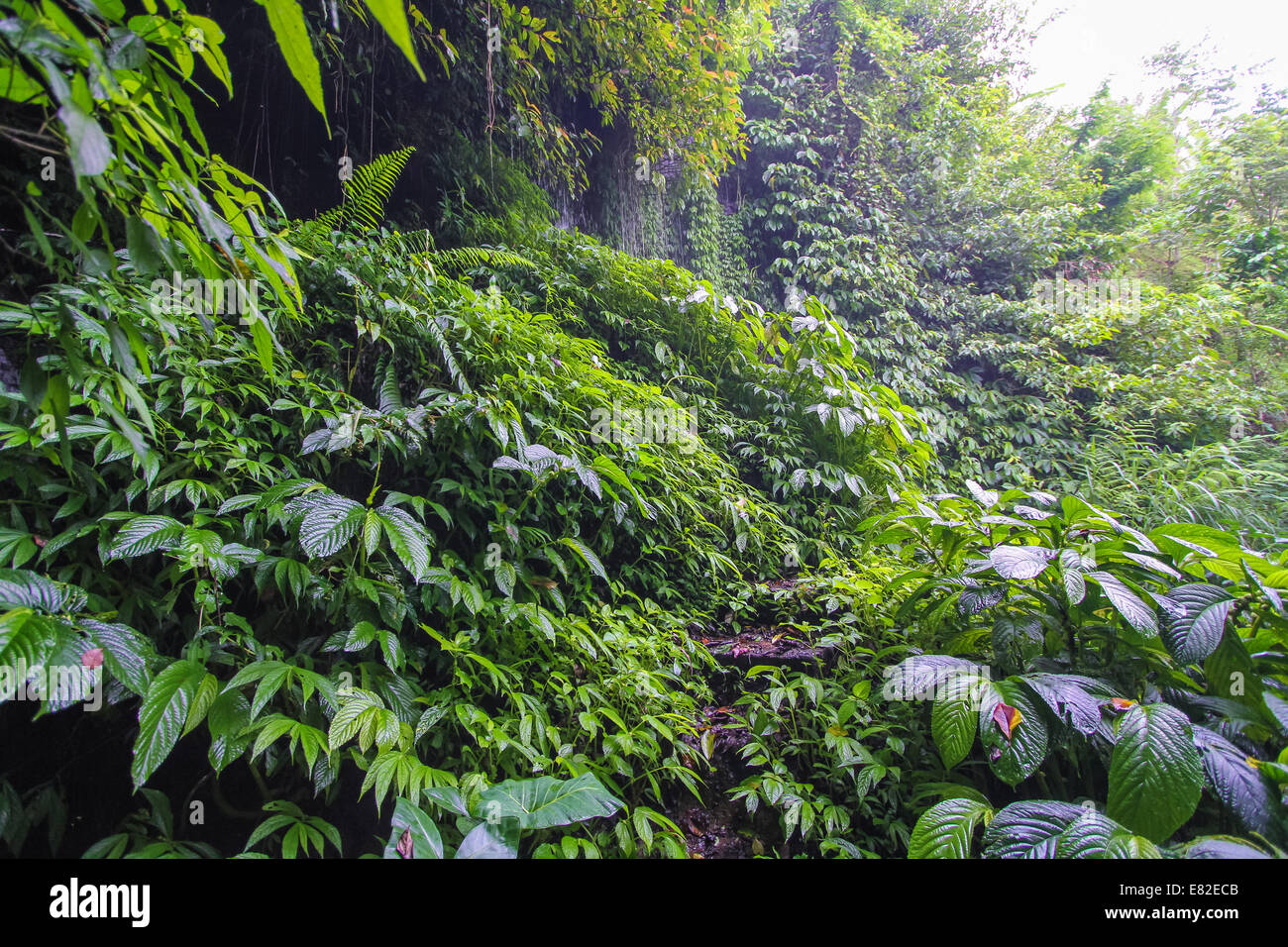 Indonesia rain forest Stock Photo - Alamy