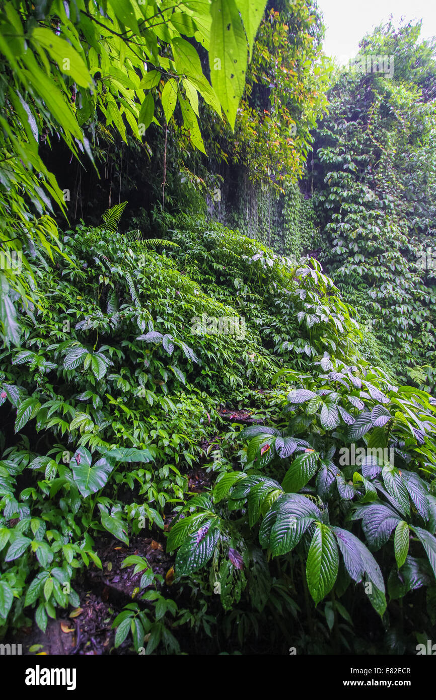 Indonesia rain forest Stock Photo - Alamy