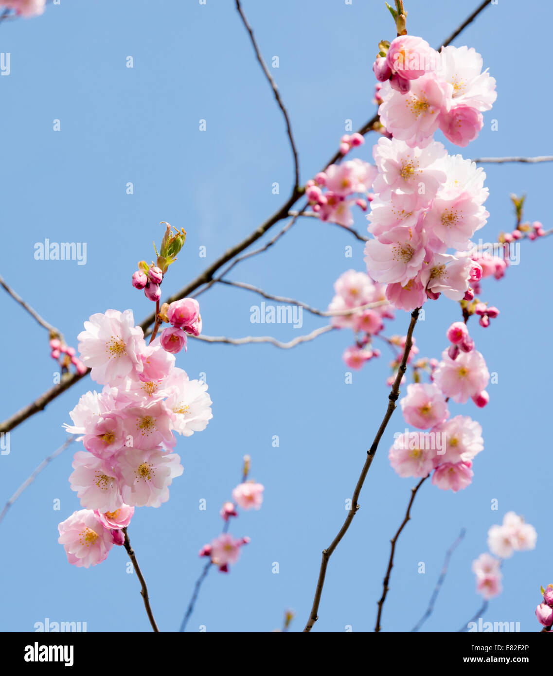 Cherry blossom pink on blue background hi-res stock photography and ...