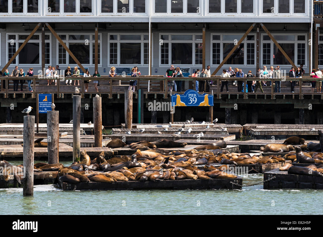 Pier 39 sea lions photography hi-res stock photography and images - Alamy