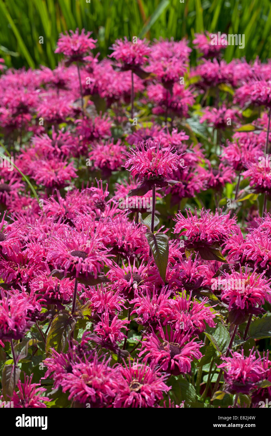 Monarda pink lace hi-res stock photography and images - Alamy