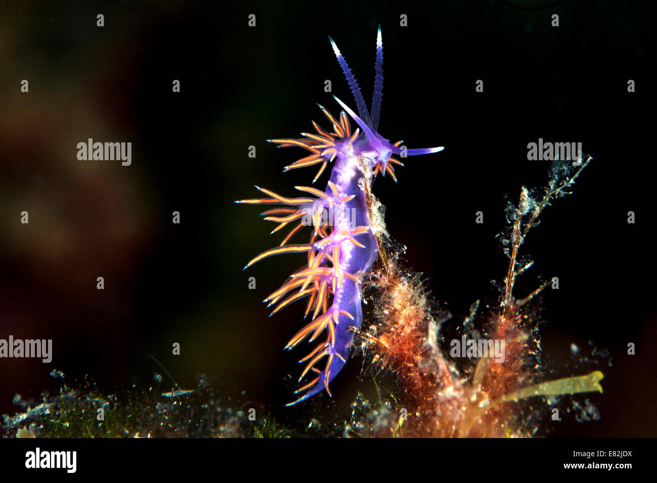 Croatia, Pink Coryphella, Flabellina pedata Stock Photo - Alamy