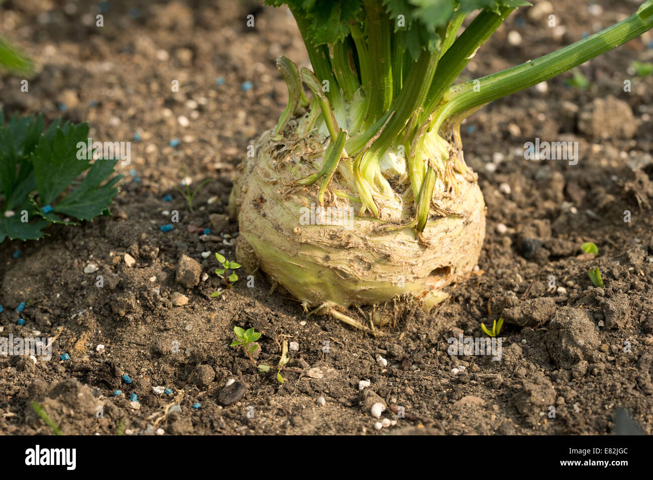 Swollen roots hi-res stock photography and images - Alamy