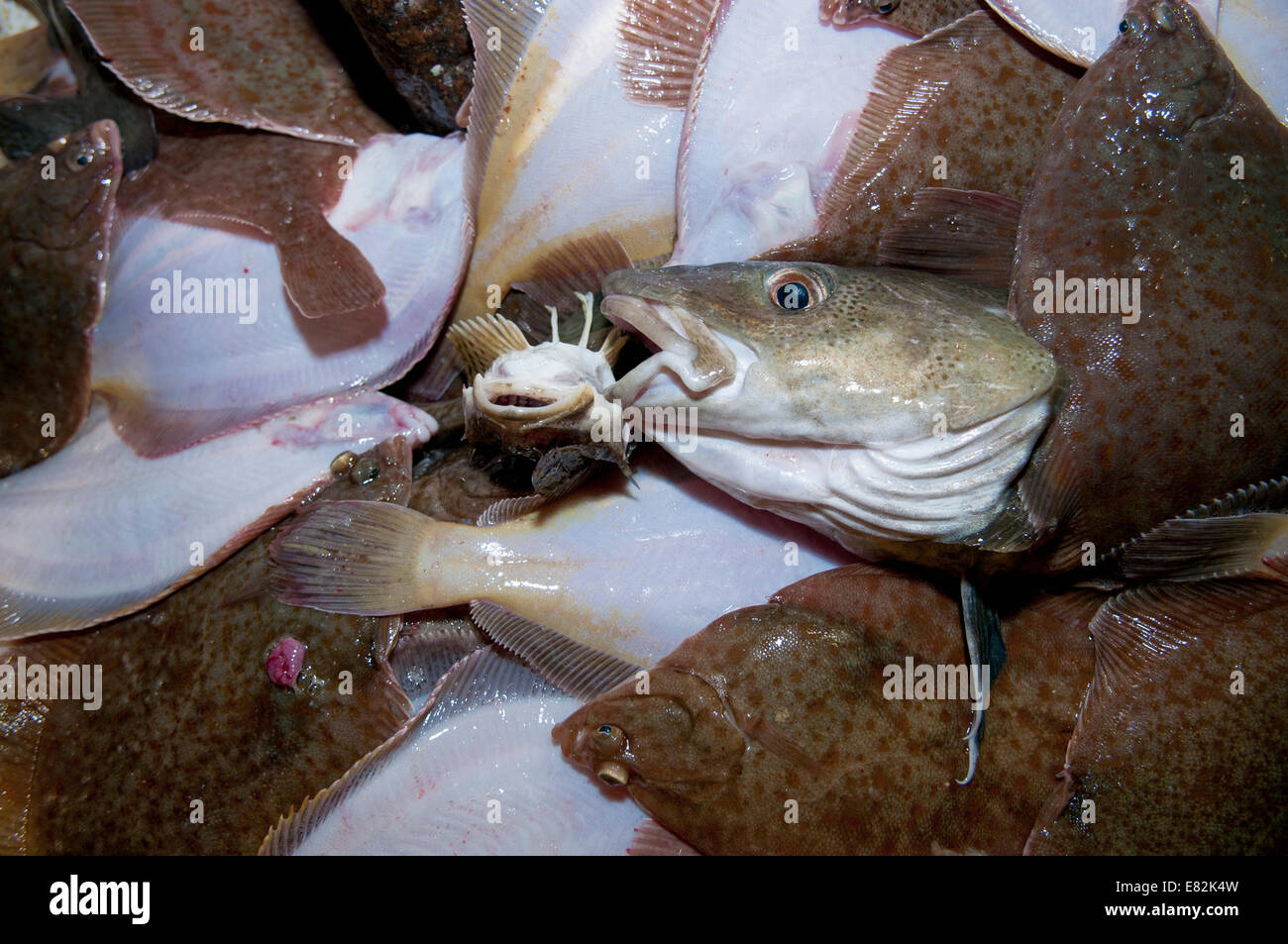 Bycatch of Yellow Tail Flounder (Limanda Ferruginea) and Atlantic Cod ...