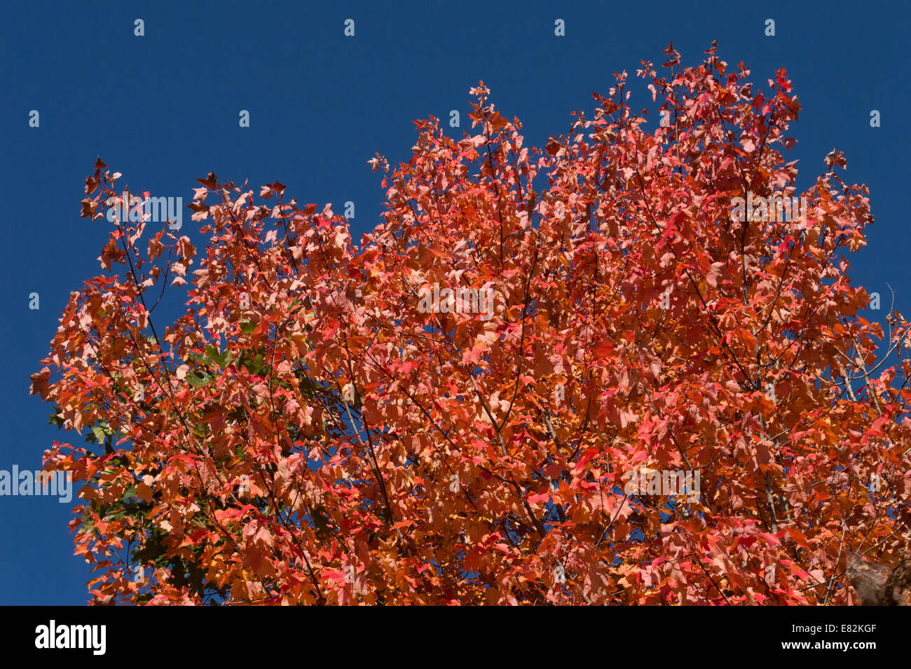 Bright red fall leaves hi-res stock photography and images - Alamy