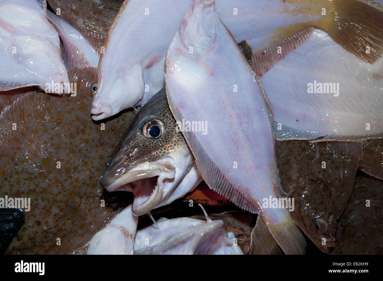 Atlantic Cod fish (Gadus morhua), and Yellowtail Flounder (Limanda ...