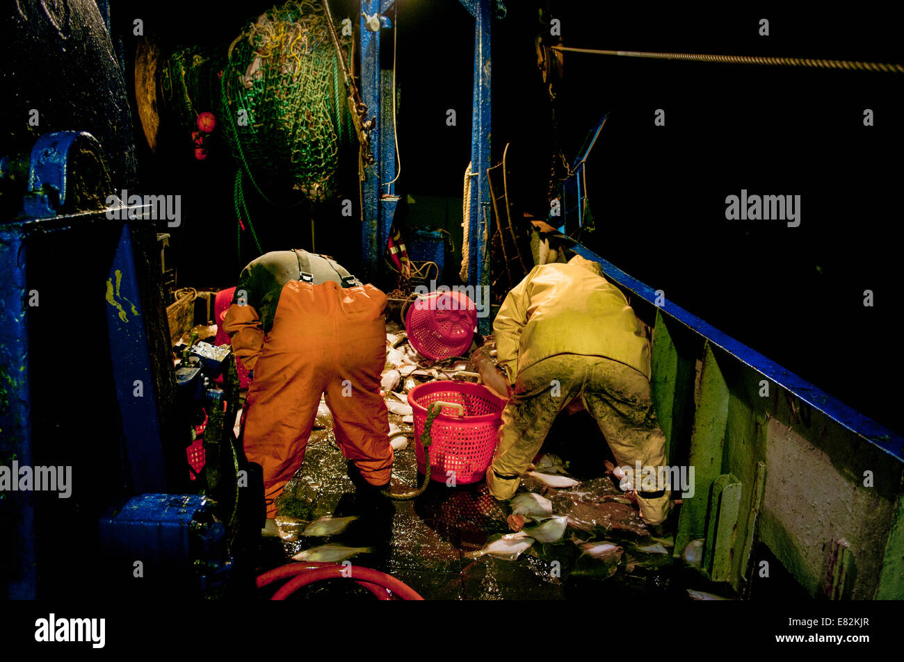 Fishermen sort catch of Yellow Tail Flounder (Limanda Ferruginea) and ...