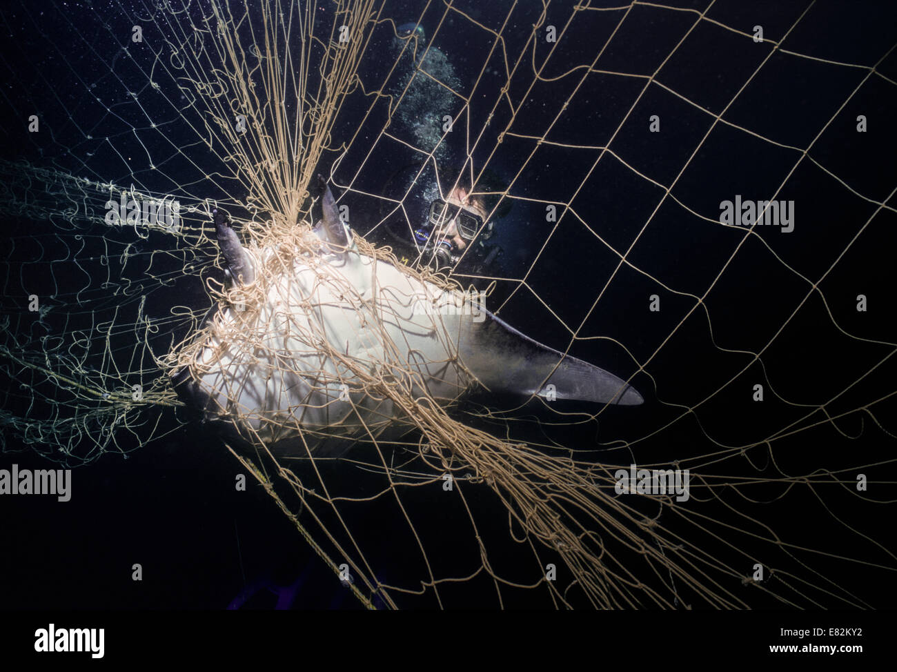 Diver observes Manta Ray (Manta birostris) caught in gill net ...