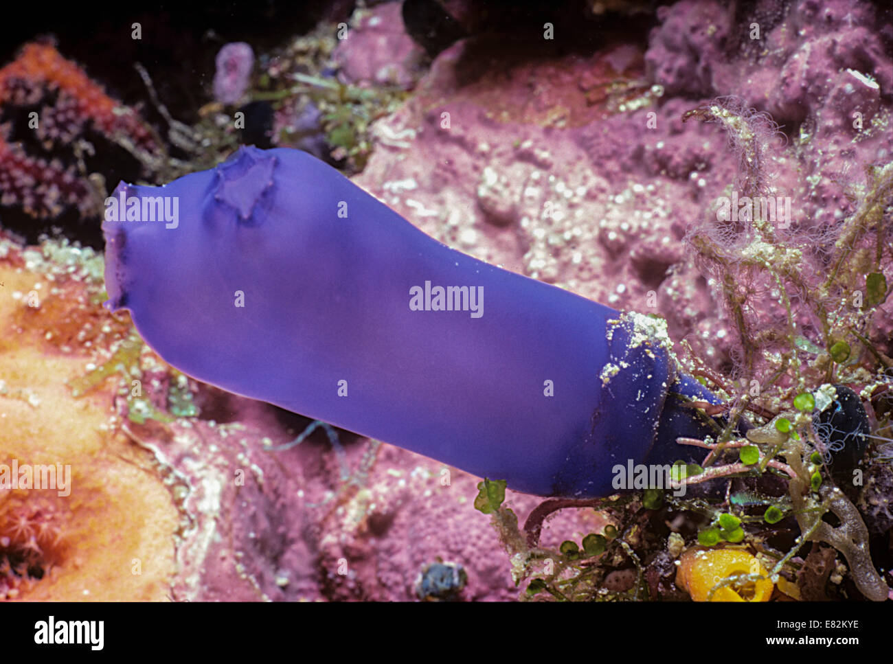 Purple sea squirt hi-res stock photography and images - Alamy