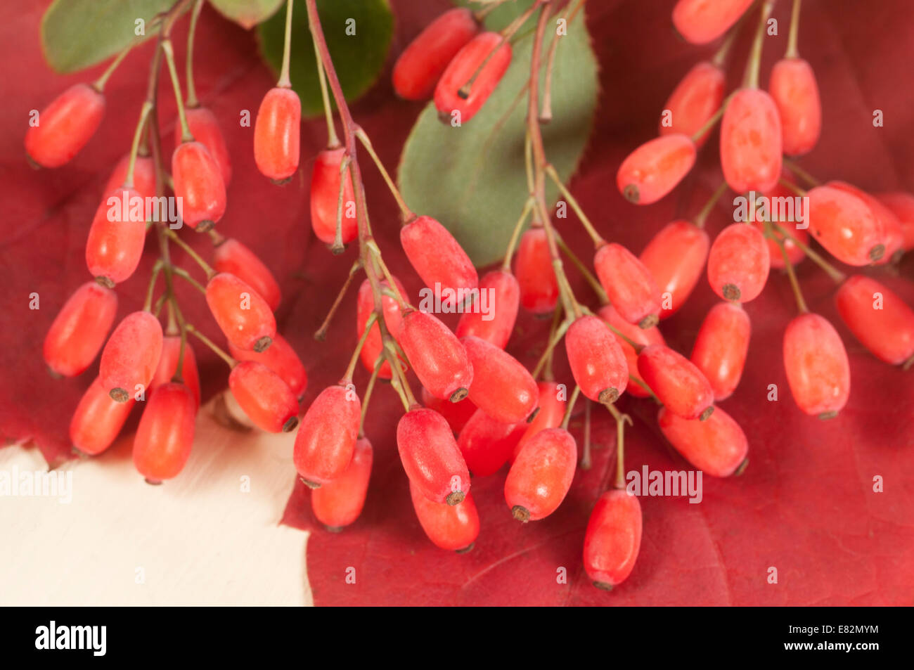 Barbery on a red autumn leaf, closeup shot Stock Photo - Alamy