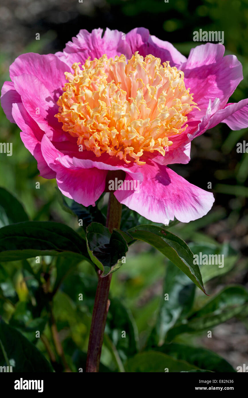 Paeonia lactiflora 'Doreen' Stock Photo - Alamy