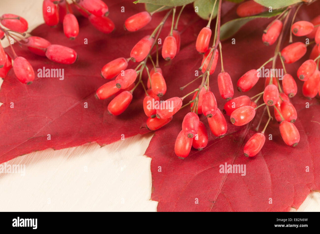 Barbery leaf hi-res stock photography and images - Alamy
