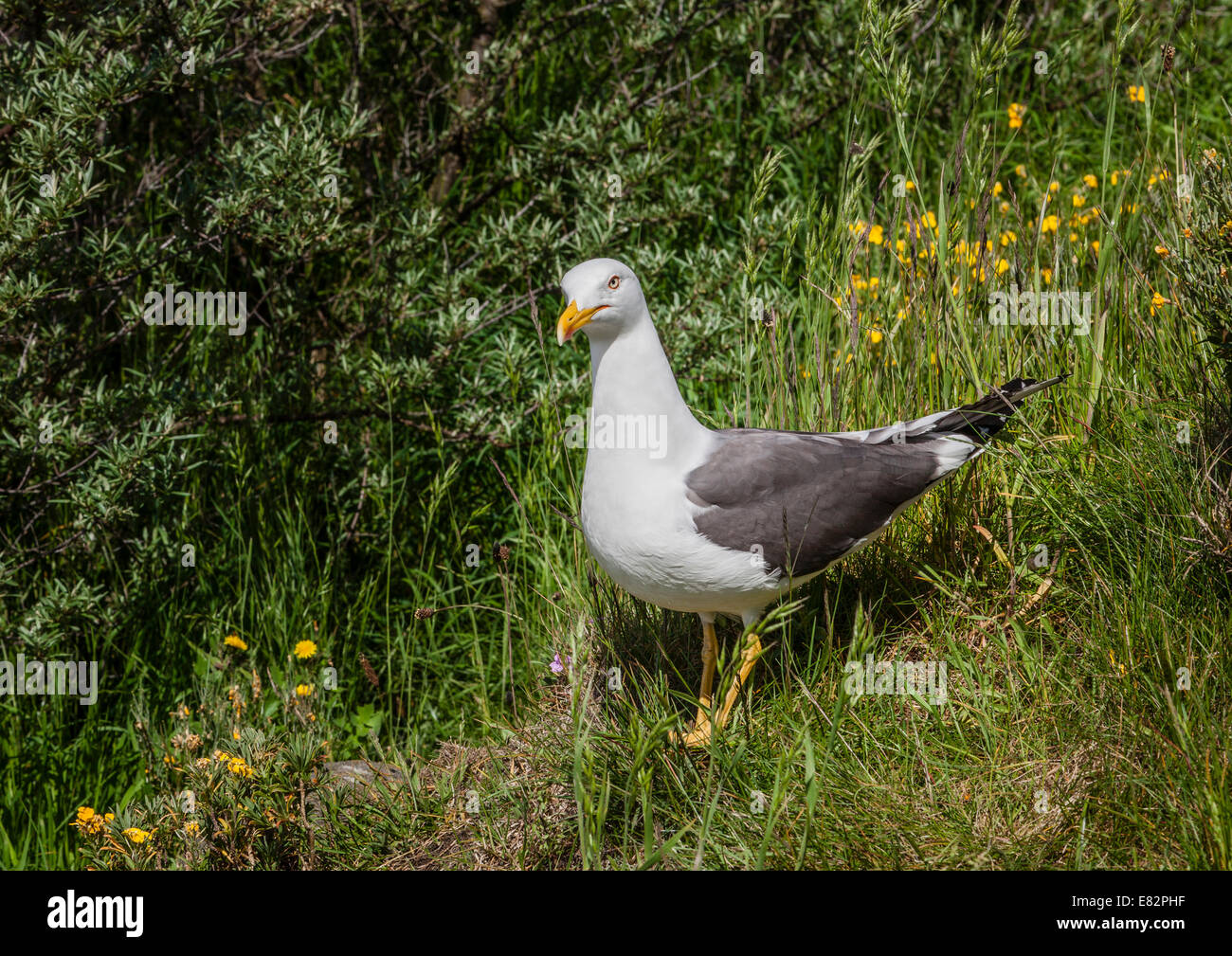 Yellow legged gull, Larus michahellis, adult Stock Photo - Alamy