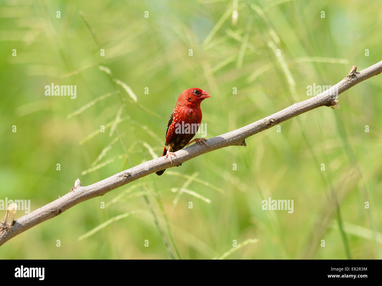 Red munia hi-res stock photography and images - Alamy
