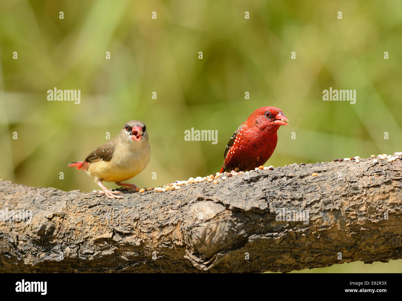 beautiful male and female Red Avadavat or Strawberry Finch (Amandava ...