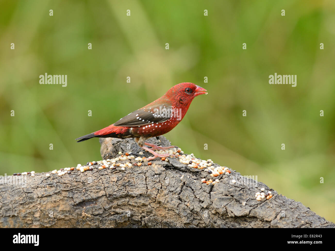 beautiful male Red Avadavat or Strawberry Finch (Amandava amandava ...