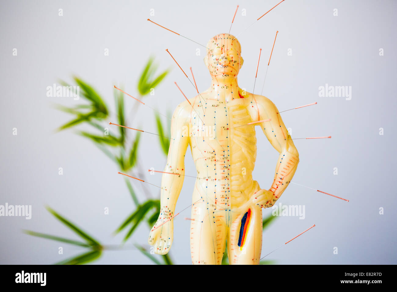 Acupuncture model hi-res stock photography and images - Alamy