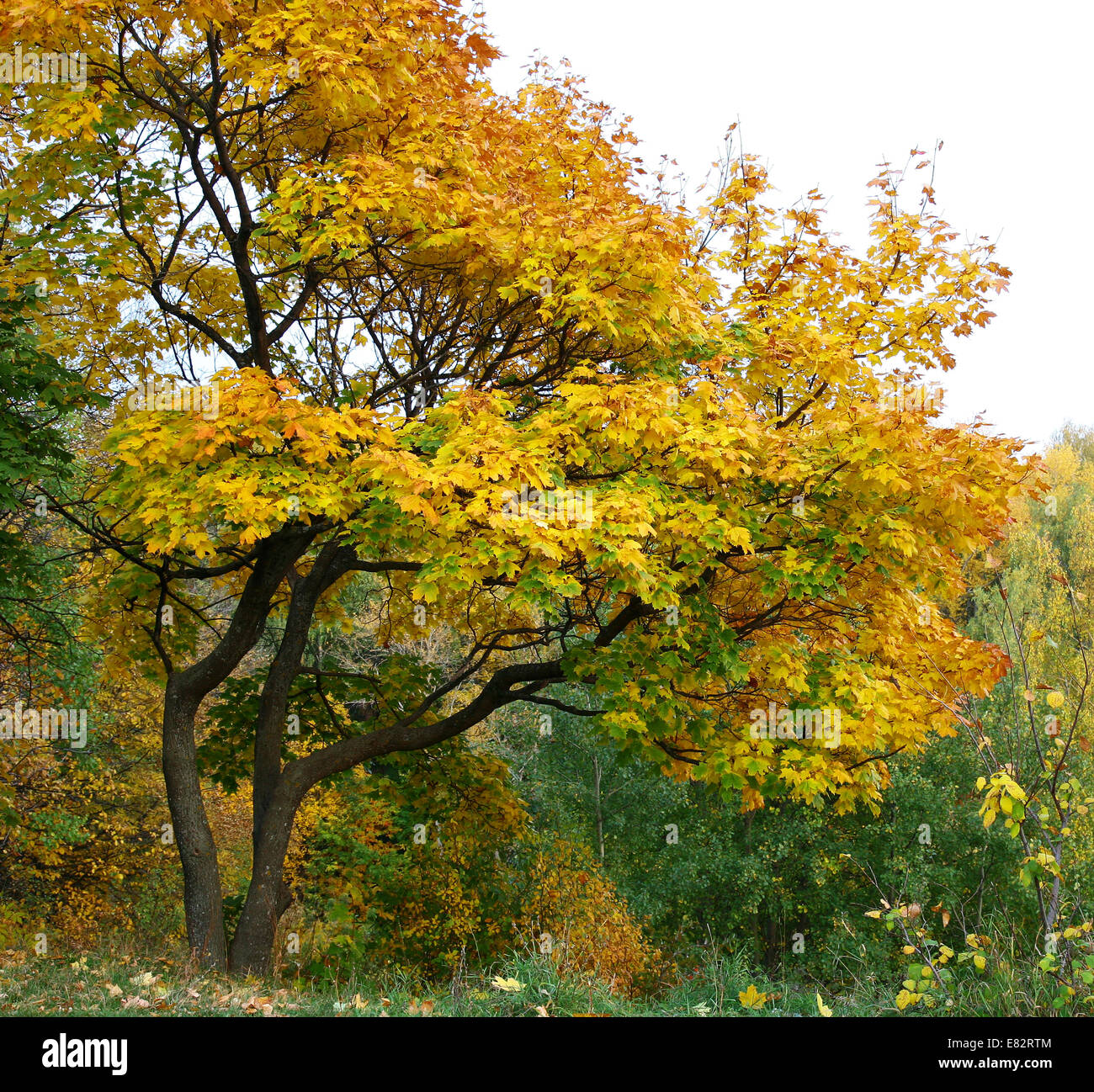 September tree colors hi-res stock photography and images - Alamy