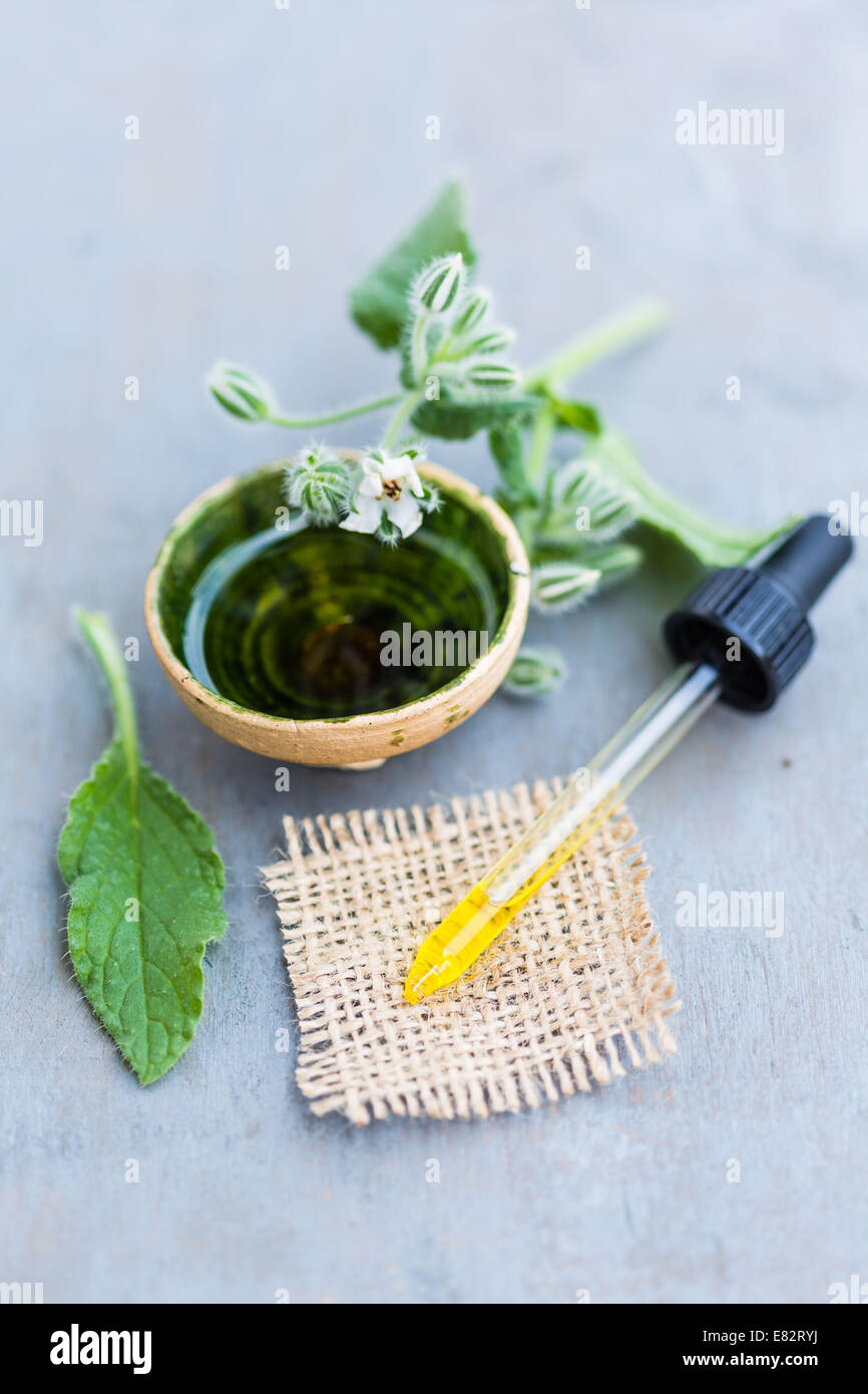Essential oil of borage (Borago officinalis Stock Photo - Alamy