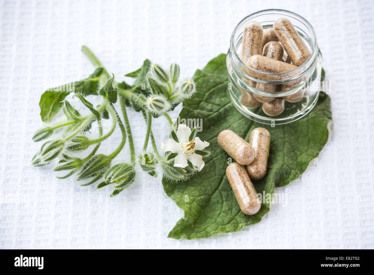 Capsules of borage (Borago officinalis Stock Photo - Alamy
