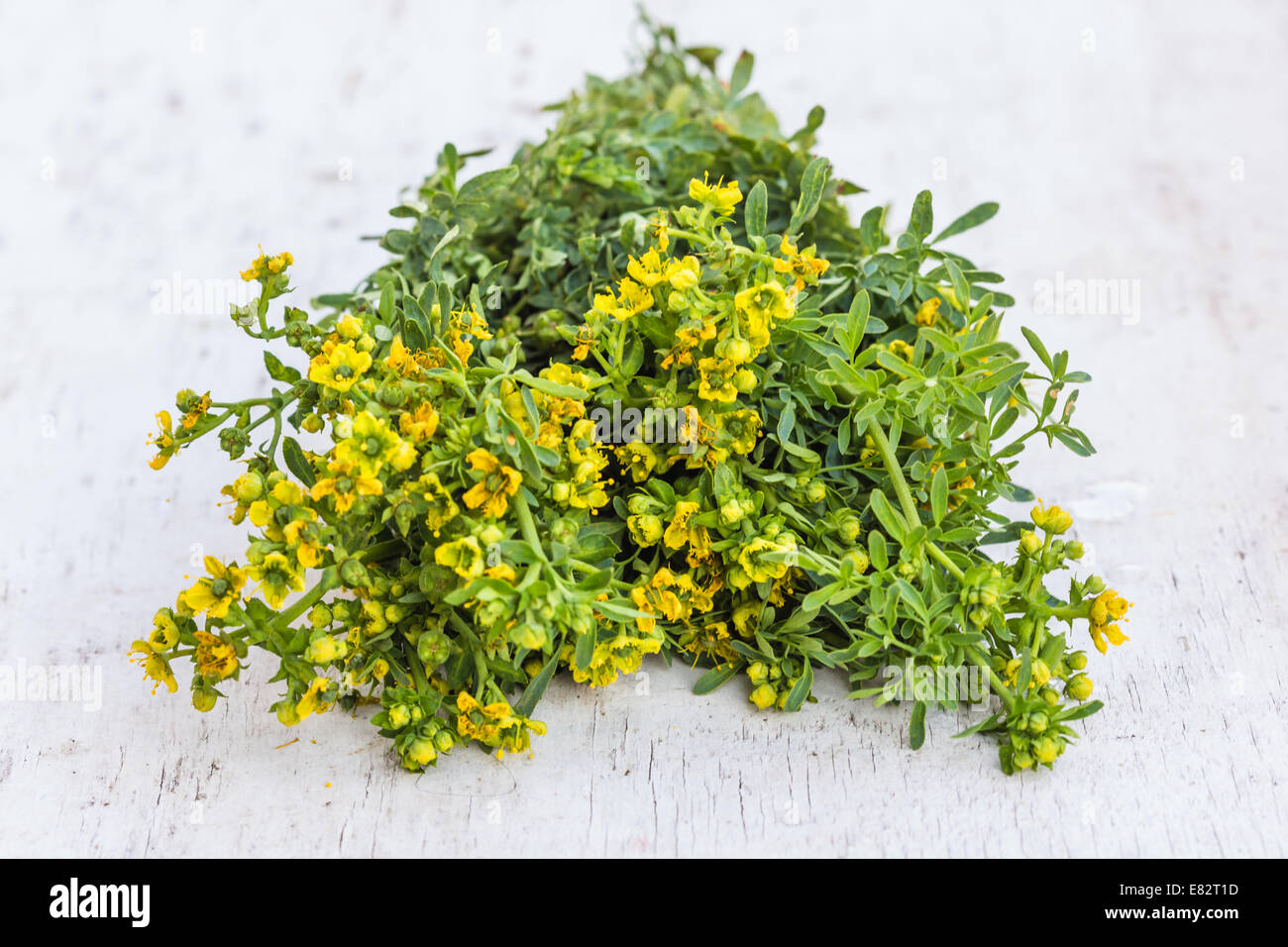Ruta graveolens common rue hi-res stock photography and images - Alamy