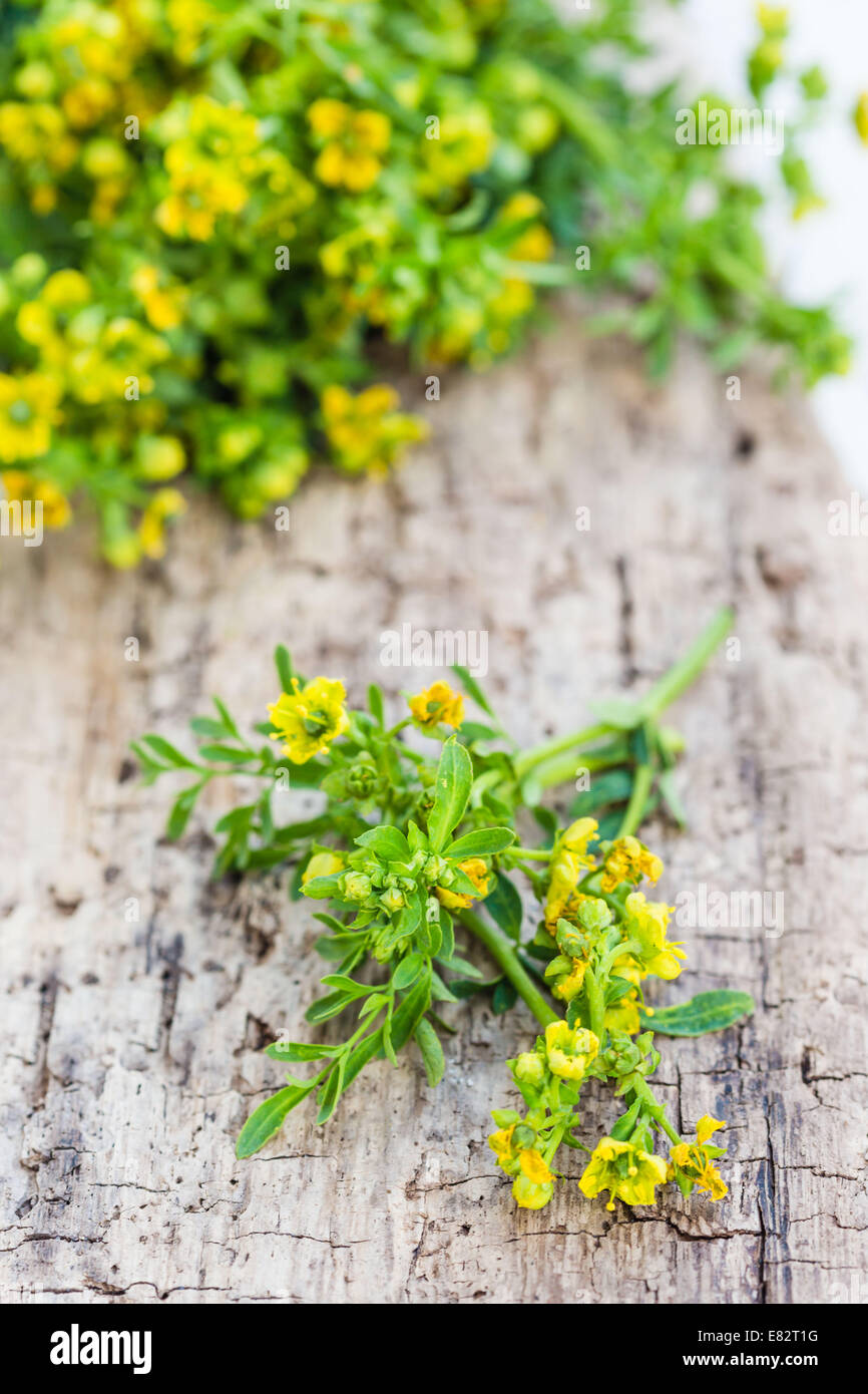 Common rue (Ruta graveolens Stock Photo - Alamy