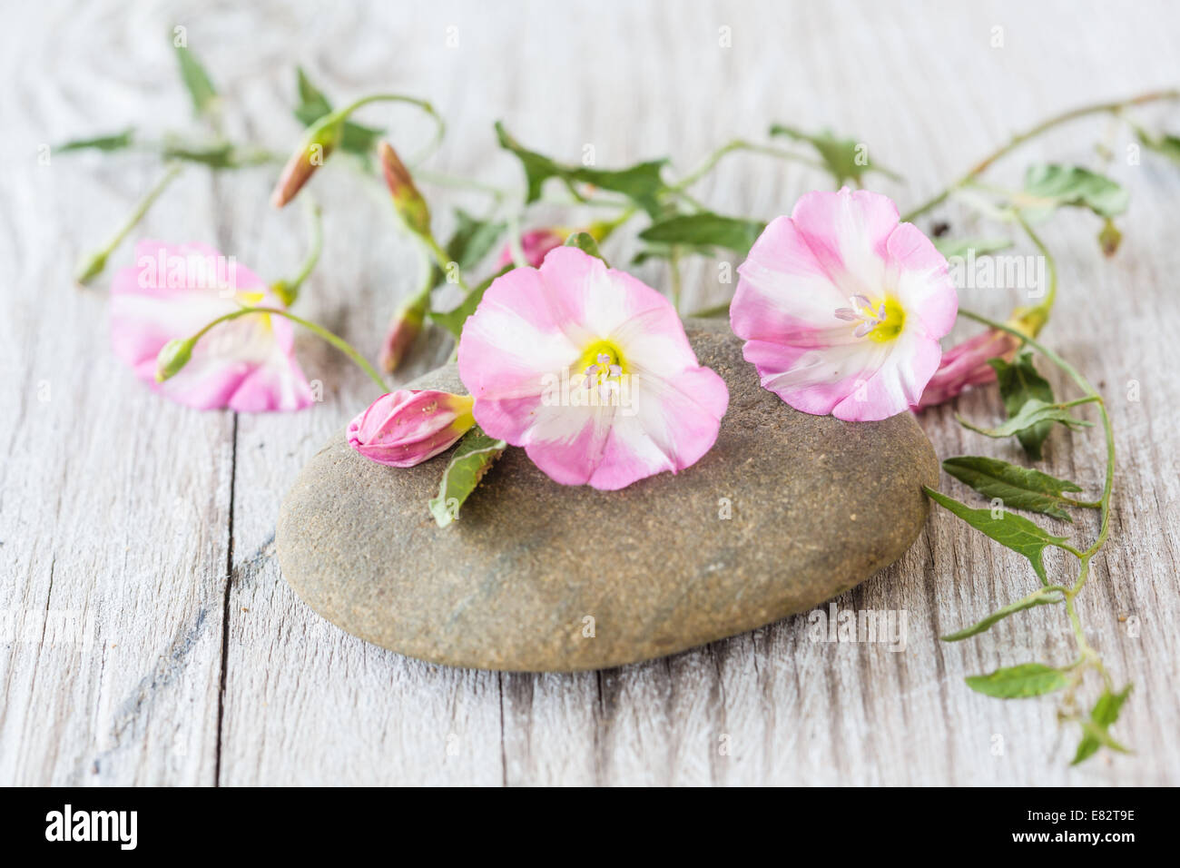 Bindweed (Convolvulus arvensis Stock Photo - Alamy Bindweed (Convolvulus arvensis Stock Photo - Alamy