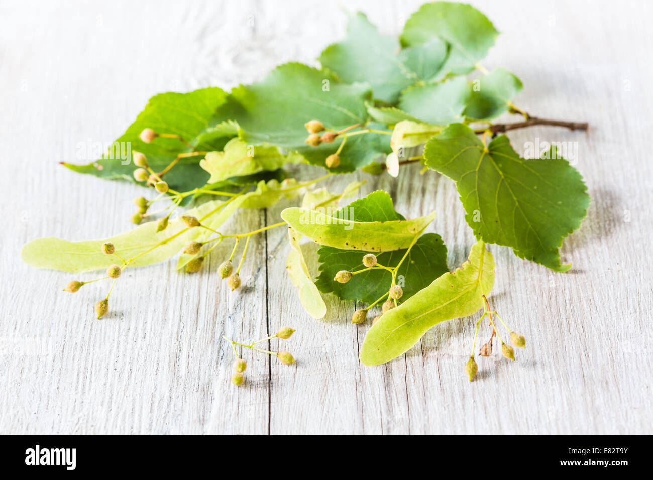 Linden tree leaves hi-res stock photography and images - Alamy