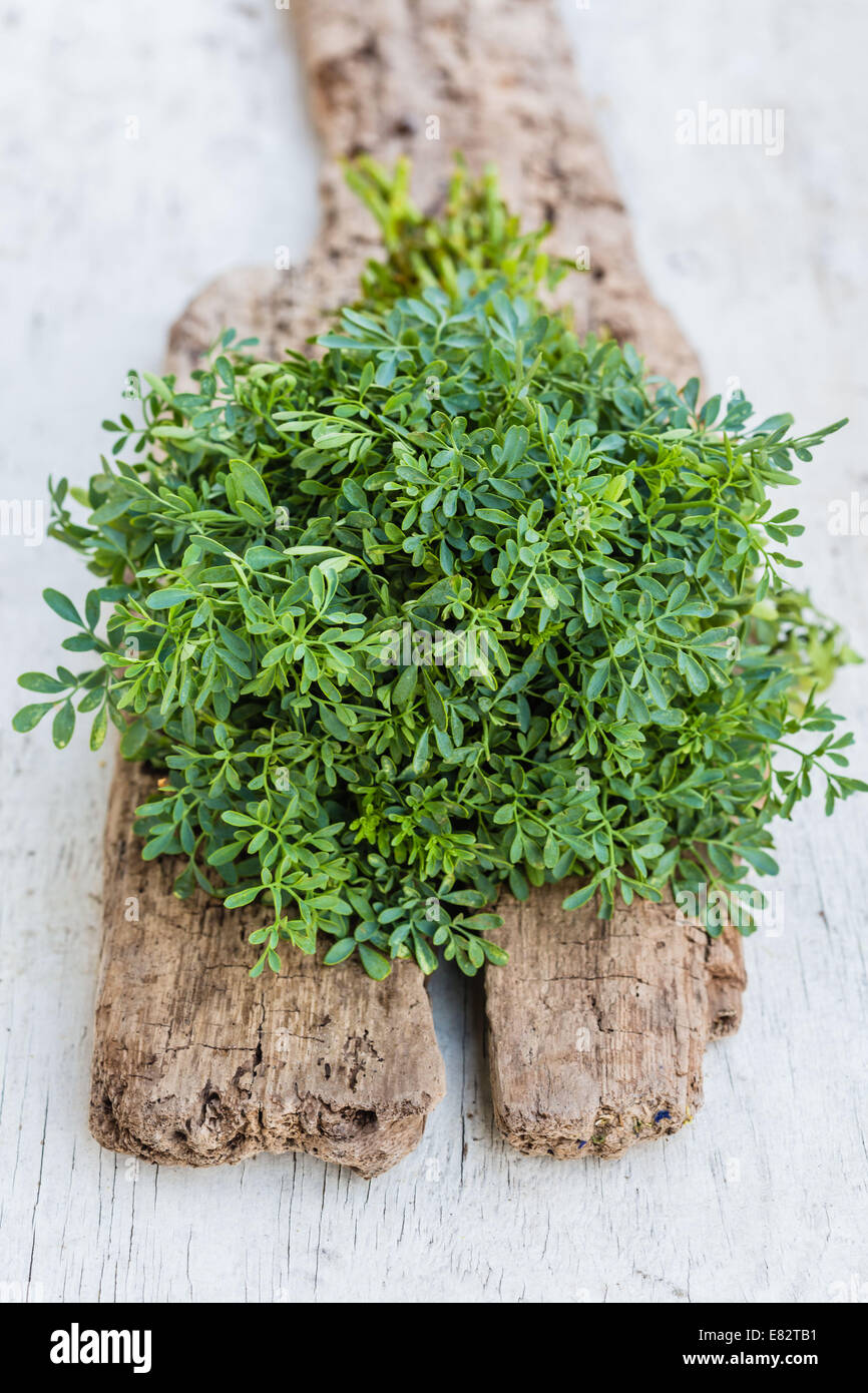 Common rue (Ruta graveolens Stock Photo - Alamy