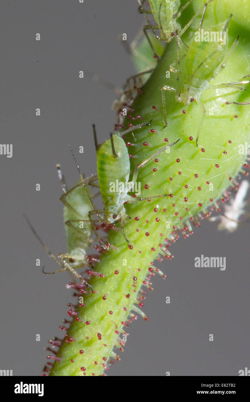 Greenfly aphid hi-res stock photography and images - Alamy