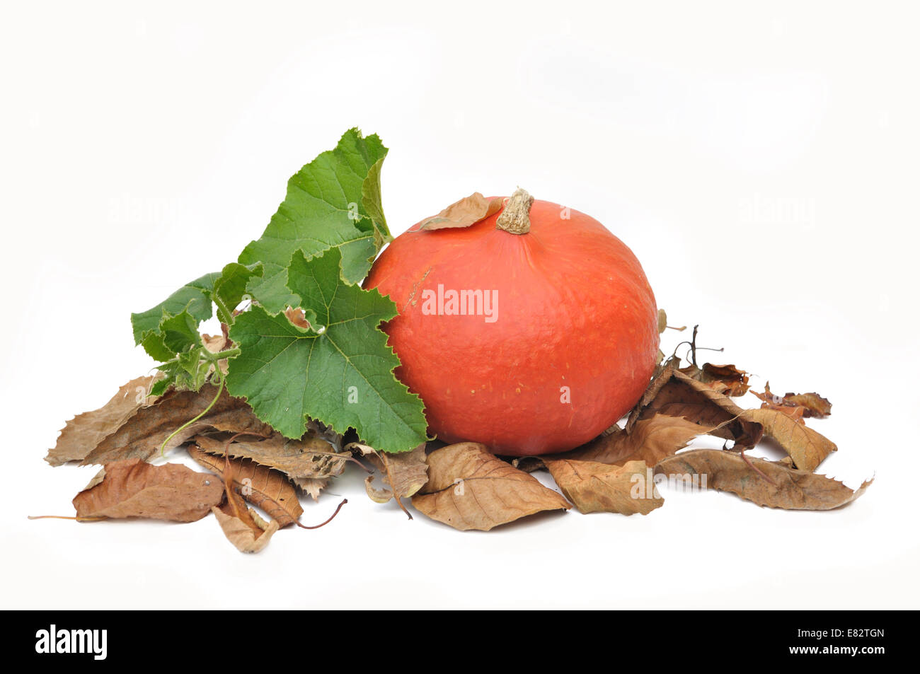 squash with foliage on dead leaves isolated on white background Stock ...