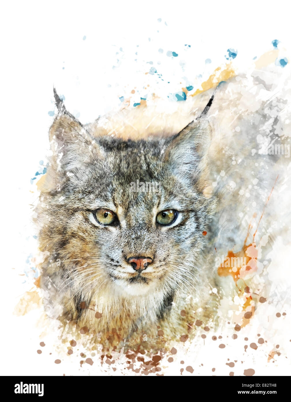 Watercolor Digital Painting Of Canada Lynx Stock Photo - Alamy
