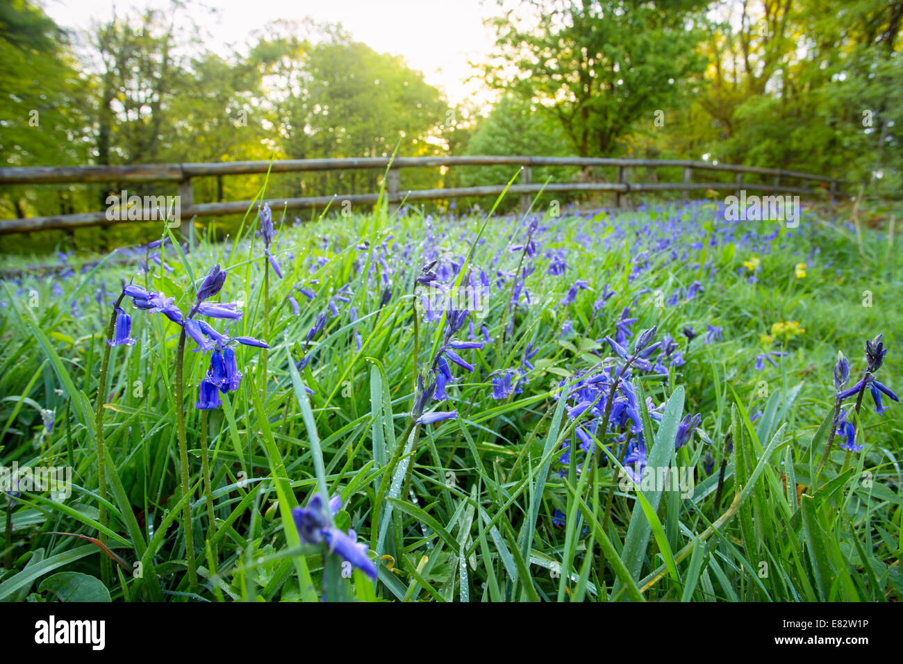 Bluebells at sunrise Stock Photo - Alamy
