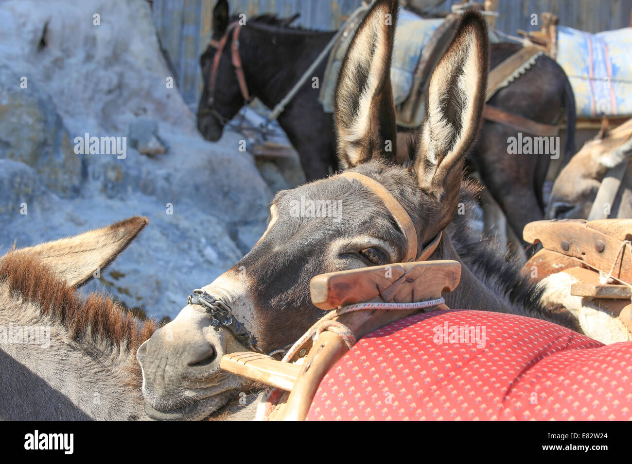 Donkey resting his head Stock Photo - Alamy