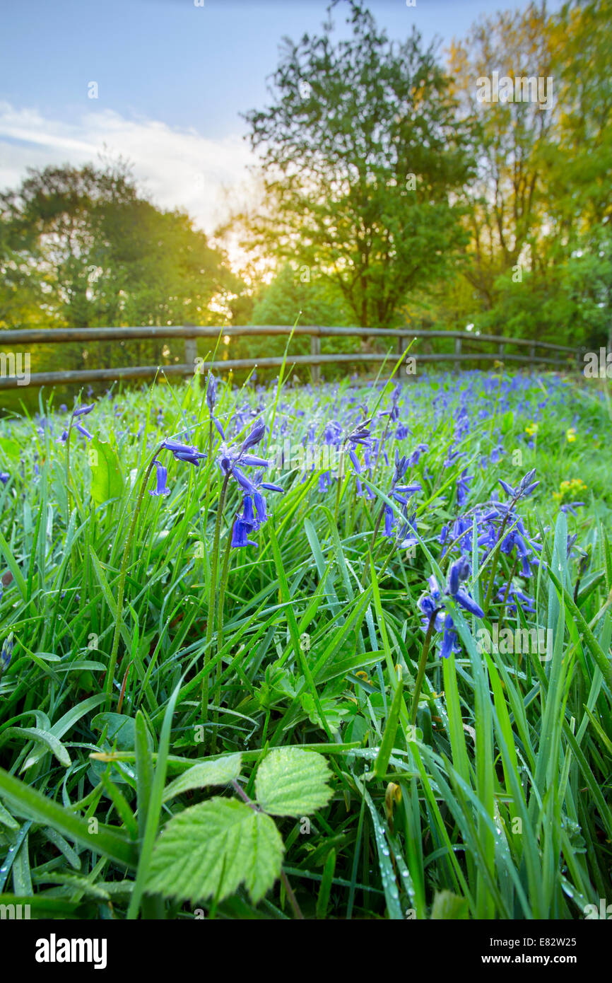 Bluebells at sunrise Stock Photo - Alamy