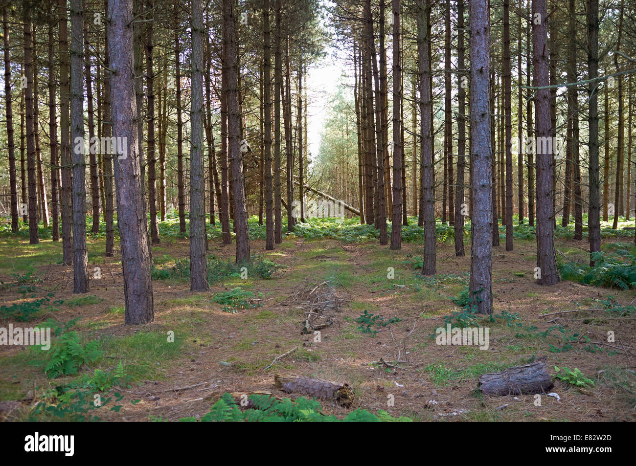 Rendlesham forest Suffolk UK Stock Photo - Alamy
