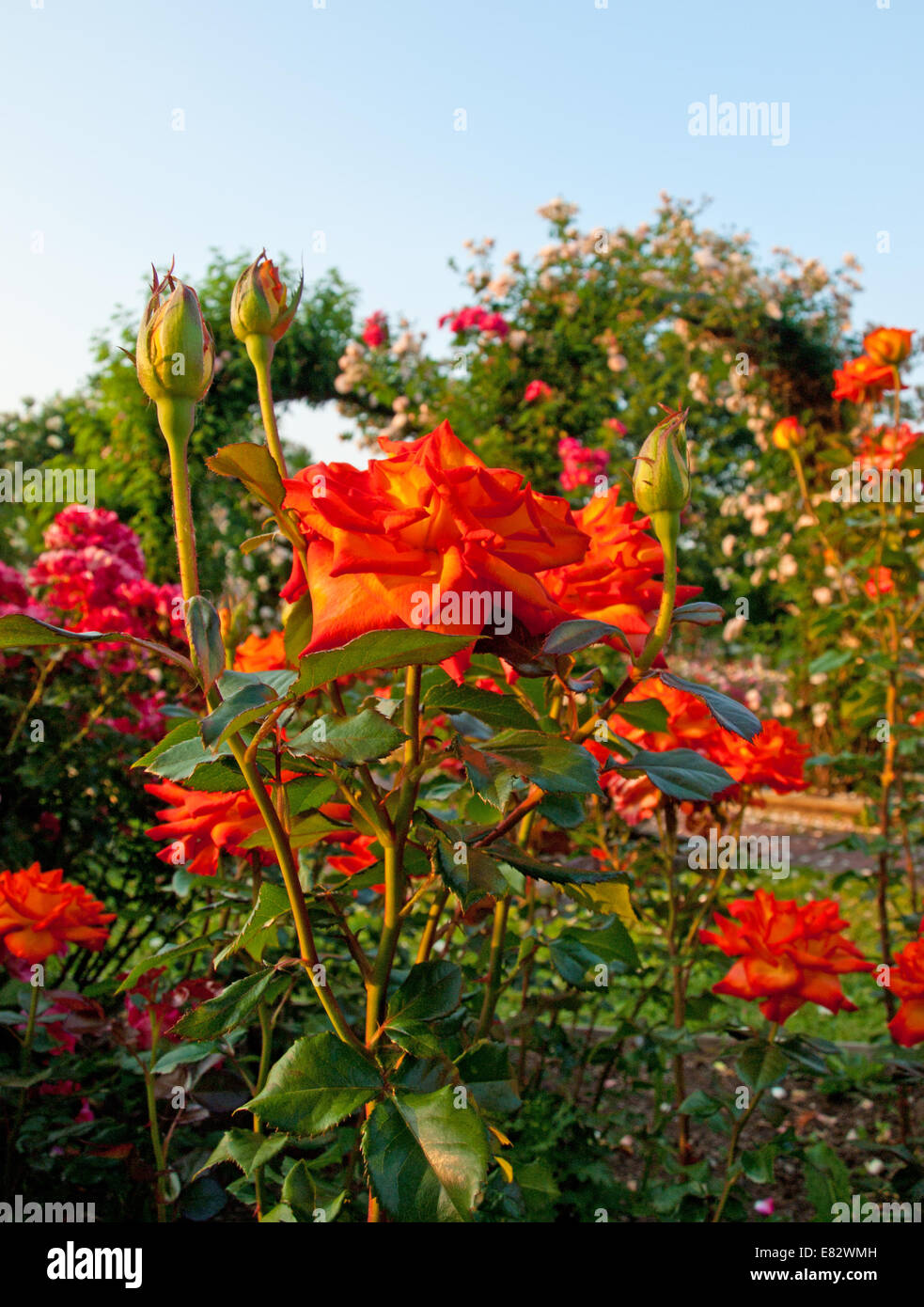 rose garden in early morning Stock Photo - Alamy