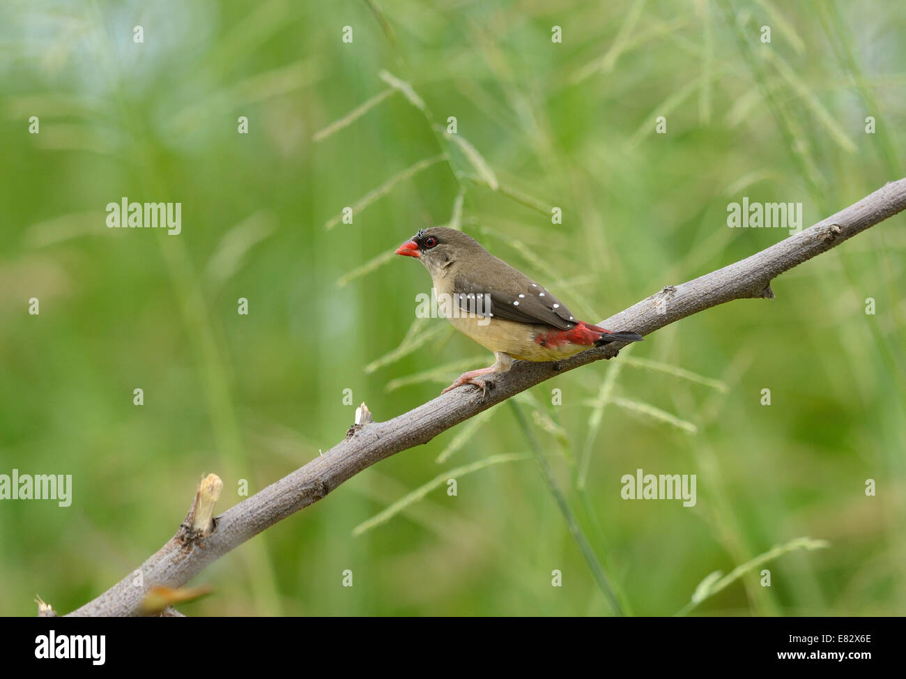 Red munia hi-res stock photography and images - Alamy