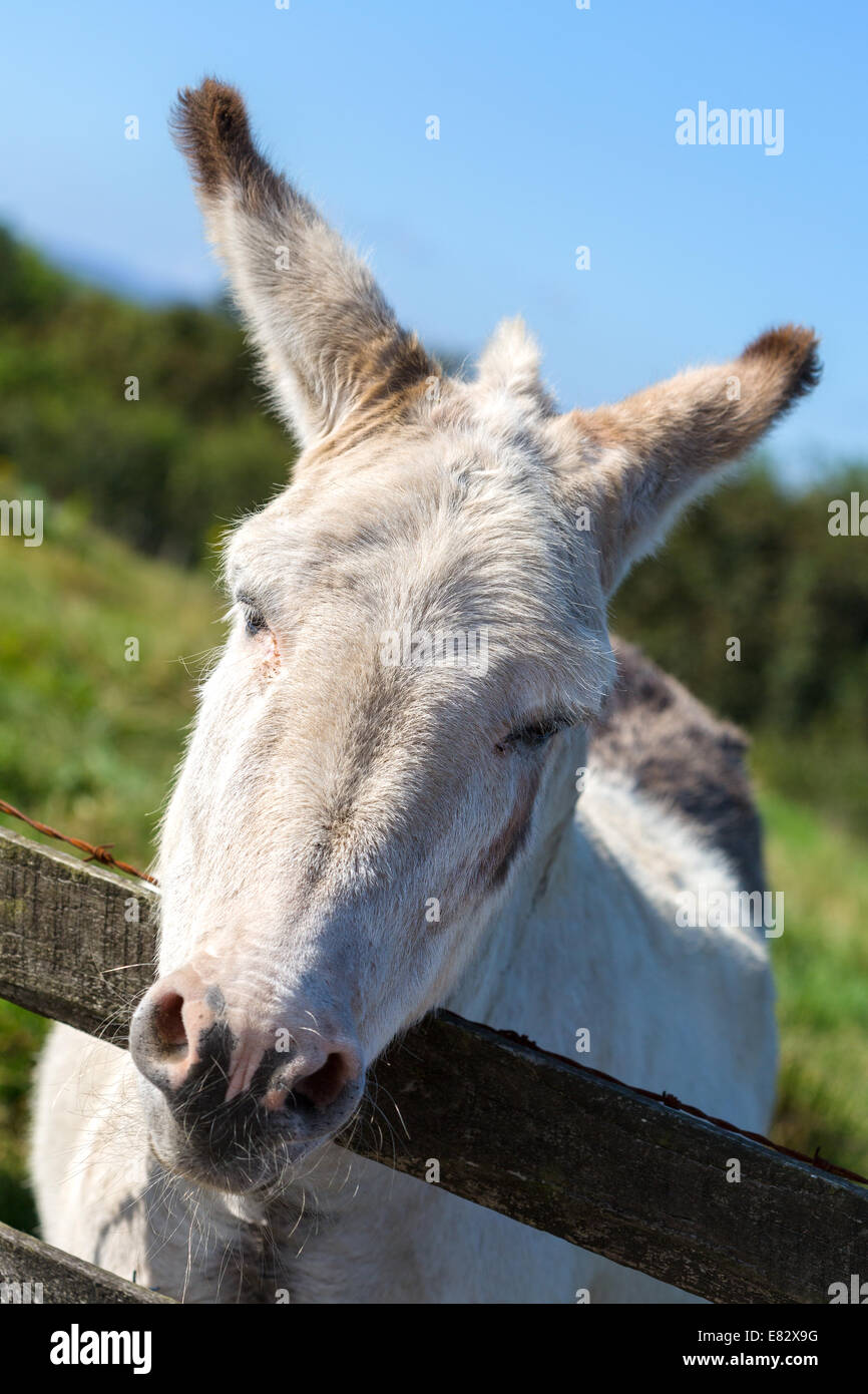 Donkey in pasture ground. Rothesay Isle of Bute Scotland UK Stock Photo ...
