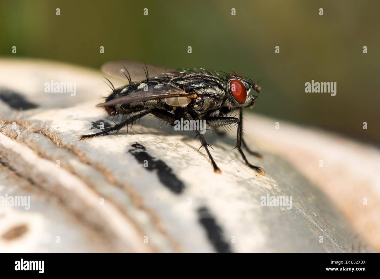 Close up of common house fly Stock Photo - Alamy