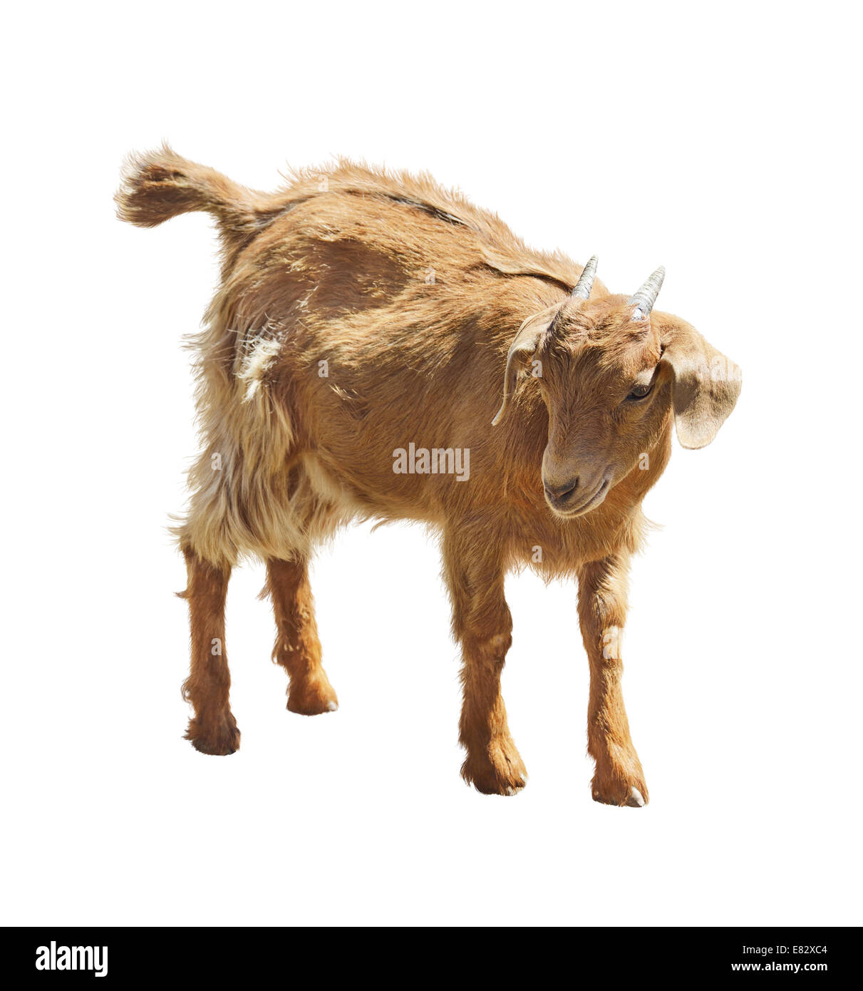 Young Red Goat Isolated On White Background Stock Photo - Alamy