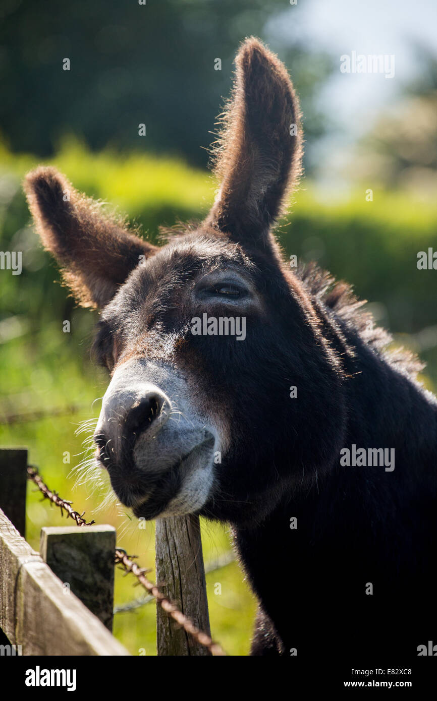 Donkey in pasture ground scratching ears on post.. Rothesay Isle of ...