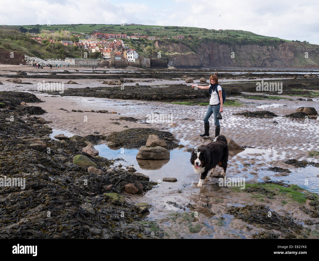walking dog on beach at Robin Hoods bay, yorkshire Stock Photo - Alamy