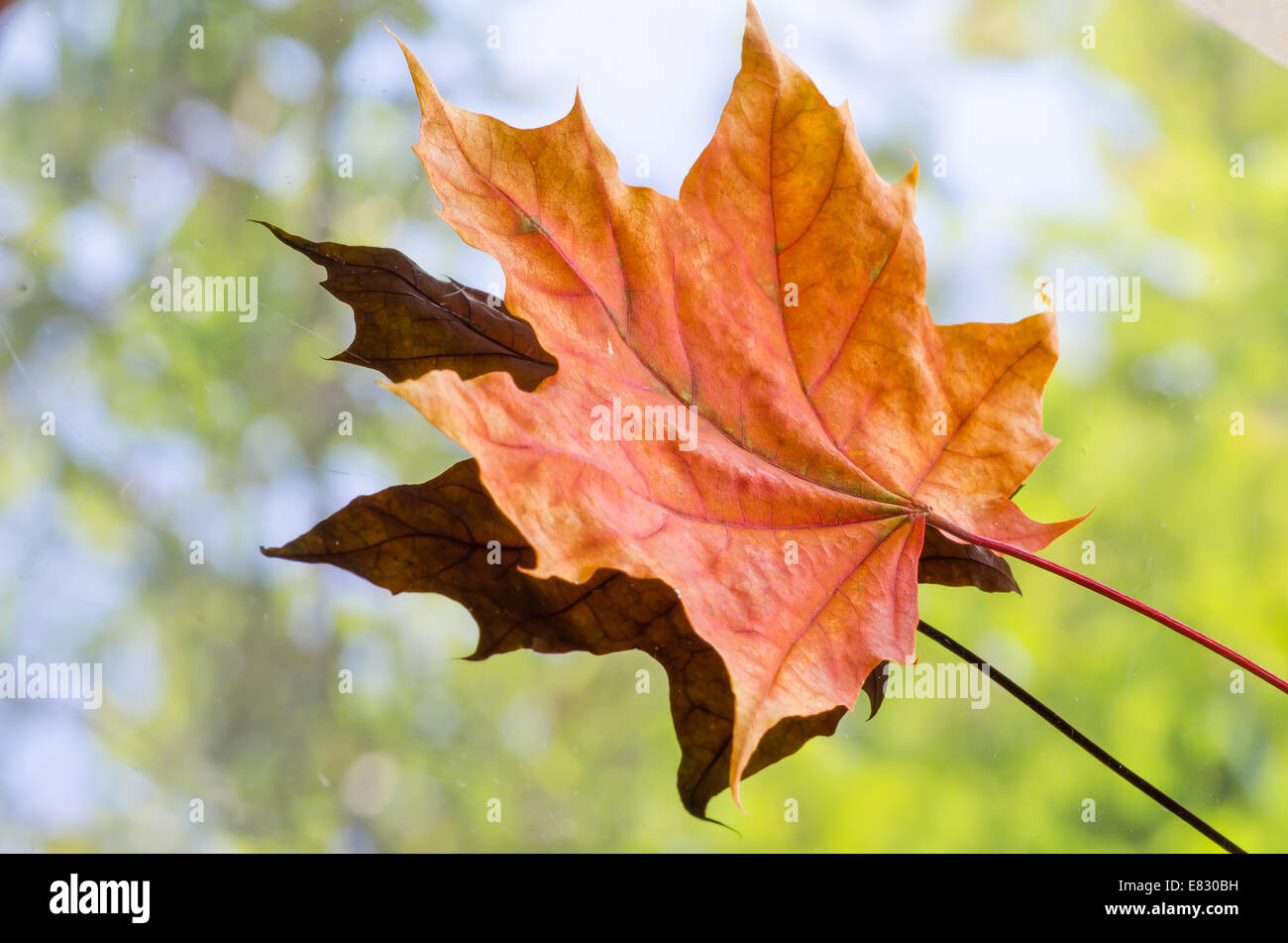 Fallen maple tree leaf hi-res stock photography and images - Alamy