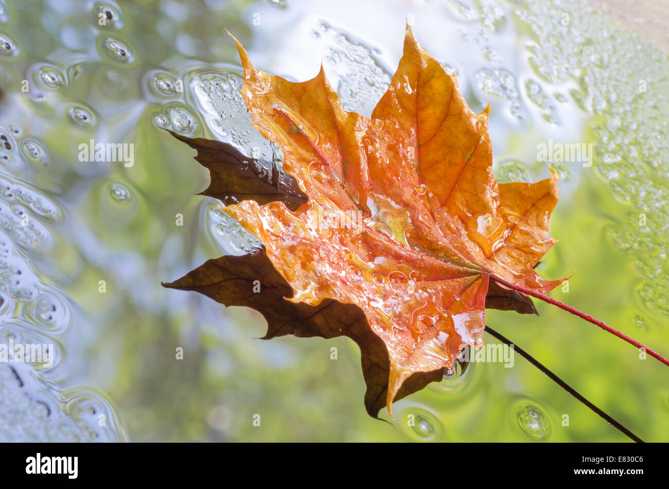 Dry maple leaf drops hi-res stock photography and images - Alamy